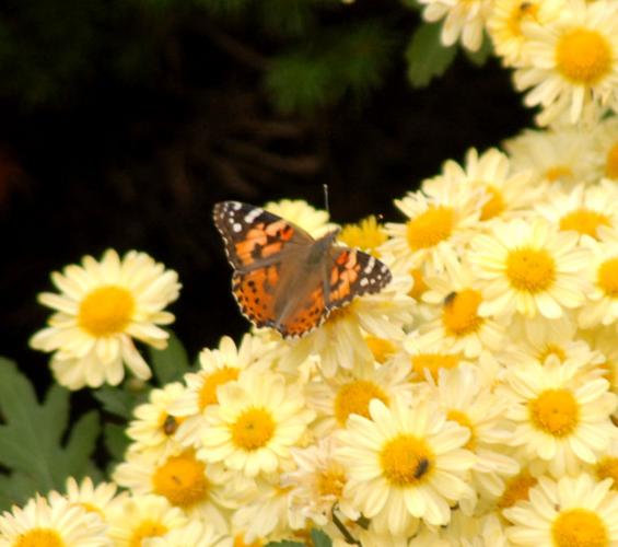 Butterflies in the Caroline countryside | Featured | myeasternshoremd.com