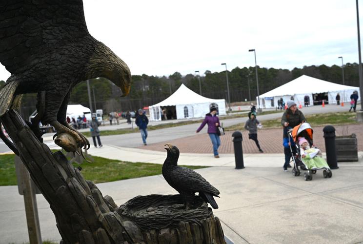 Eagle Festival takes flight at Blackwater | News | myeasternshoremd.com