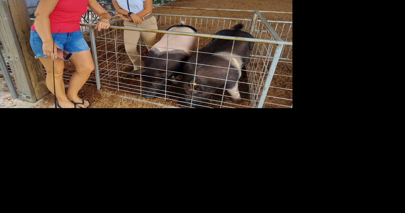 Snout's held high — Troyer's swine are top tier at Kent fair ...