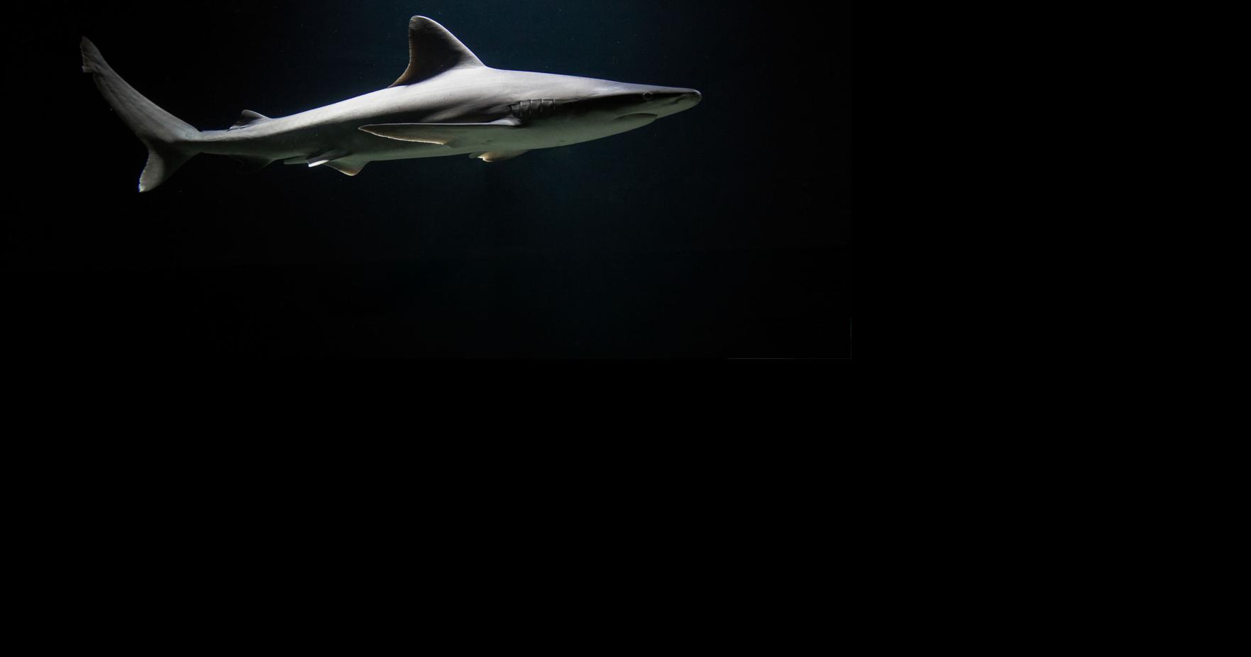 do sandbar sharks attack