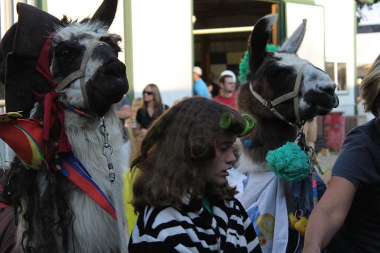 Getting wild at the Pretty Animal Contest at Queen Anne's Fair ...