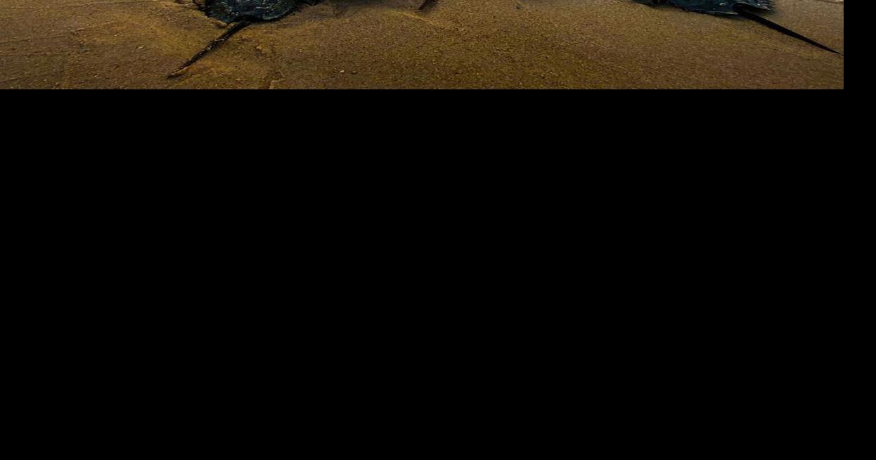 By the light of a full moon, spawning season begins once again | News ...