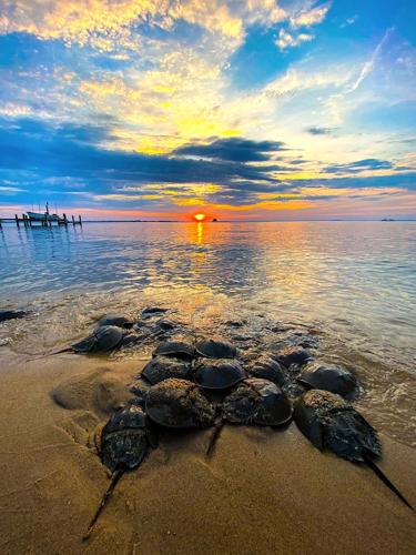 By the light of a full moon, spawning season begins once again | News ...