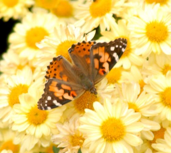 Butterflies in the Caroline countryside | Featured | myeasternshoremd.com