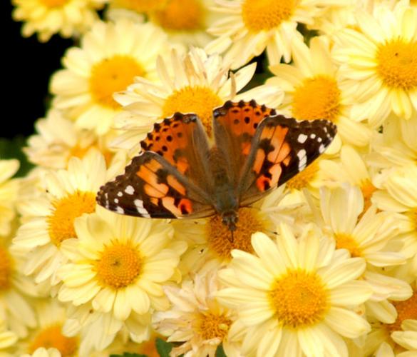 Butterflies in the Caroline countryside | Featured | myeasternshoremd.com
