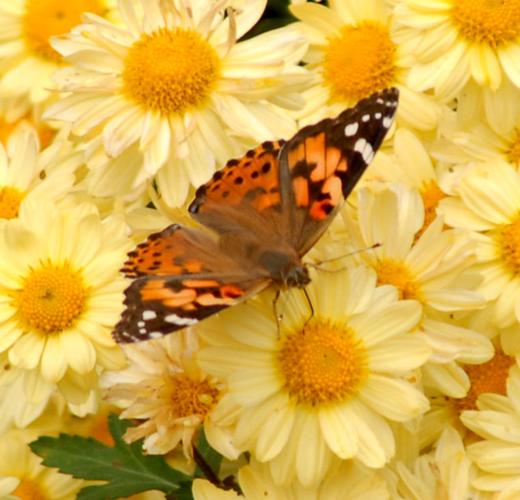 Butterflies in the Caroline countryside | Featured | myeasternshoremd.com