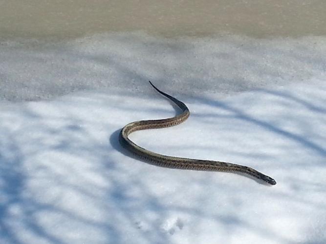 A snake in winter | News | myeasternshoremd.com
