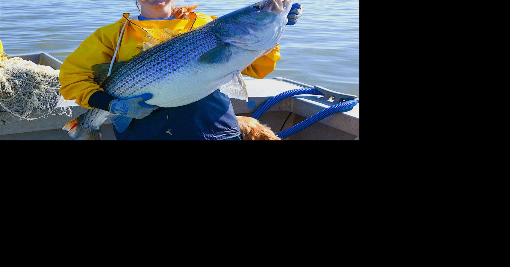 Rockfish season opens Saturday | News | myeasternshoremd.com