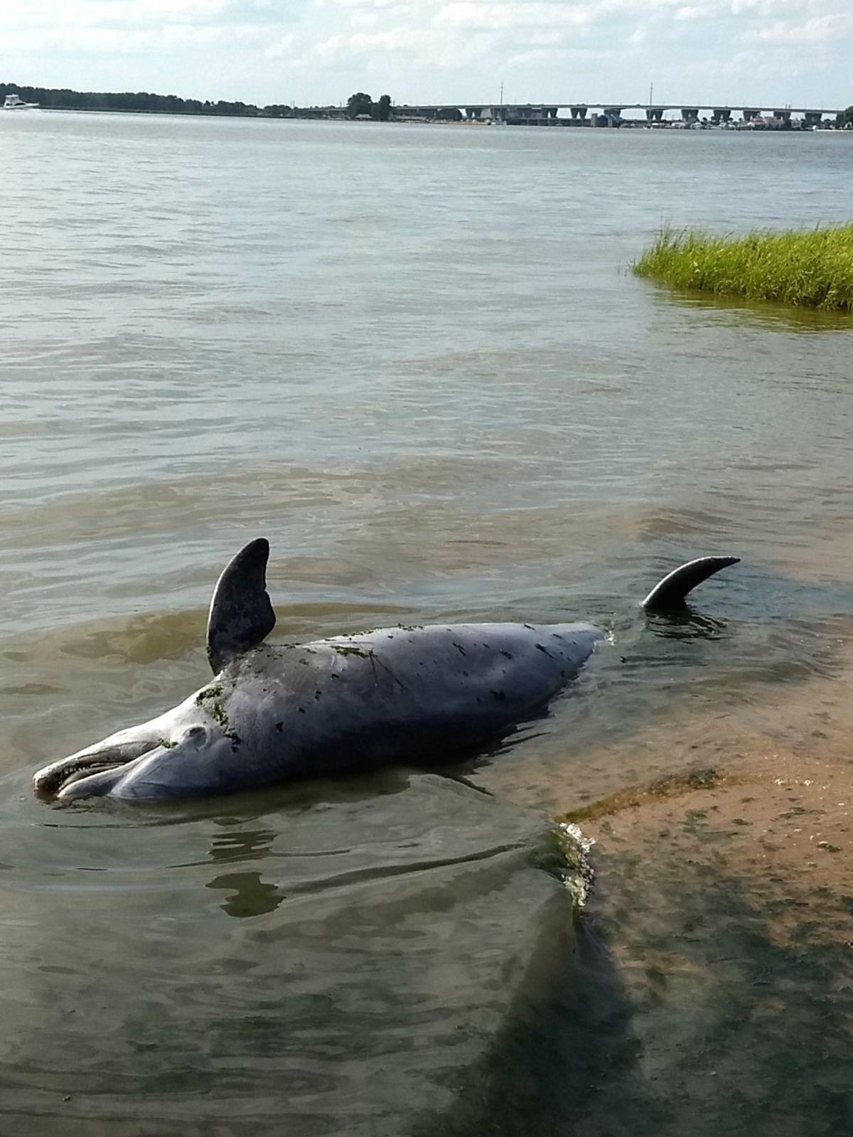 Dead dolphins found in waters around Kent Island | News ...