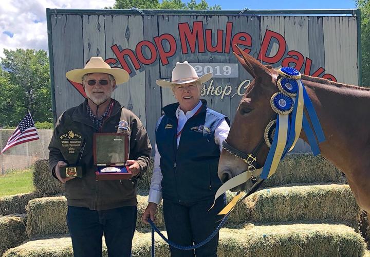 Centreville is home to world champion mule | Spotlight ...