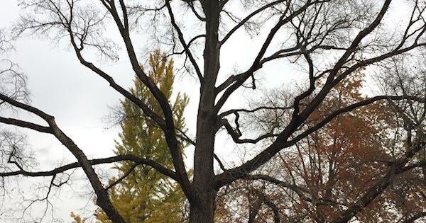 Four state champion trees found in county | Spotlight ...