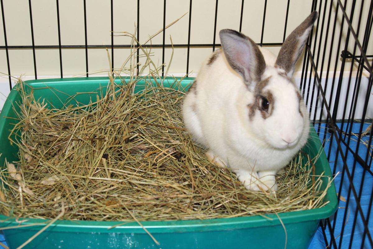 Bunnies abound at Eastern Shore Rabbit Rescue | News | myeasternshoremd.com