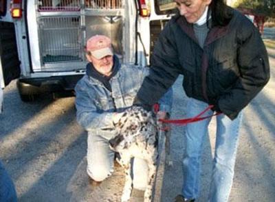 Puppy Pipeline brings dogs to DHS | Dorchester County ...