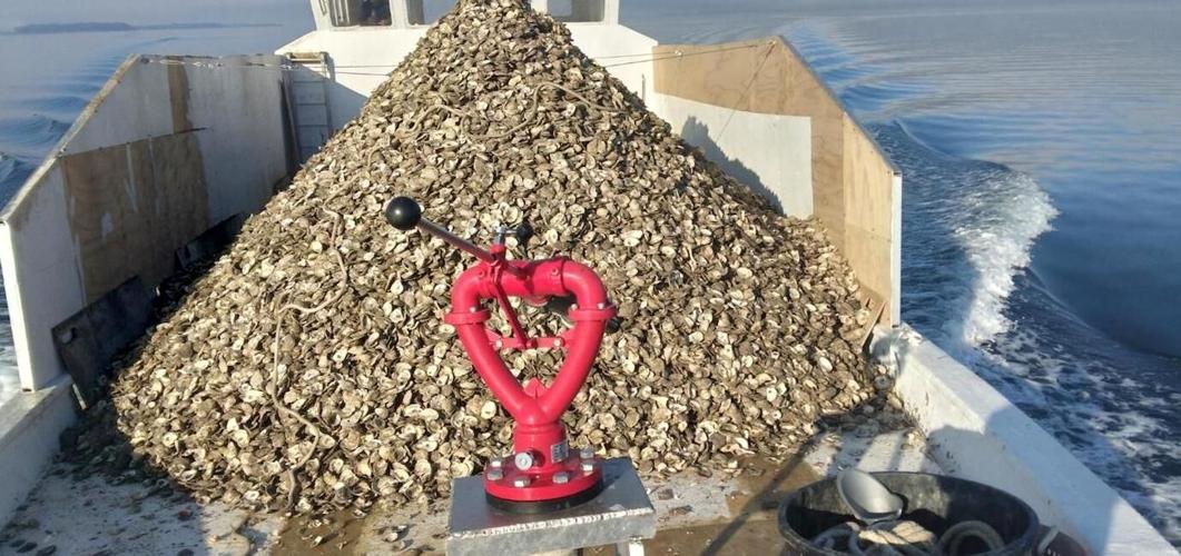 Work begins on one of the largest oyster sanctuary projects on the Bay ...