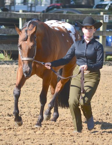 Strong performances seen at QA Fair Western 4-H Horse Show | Queen ...