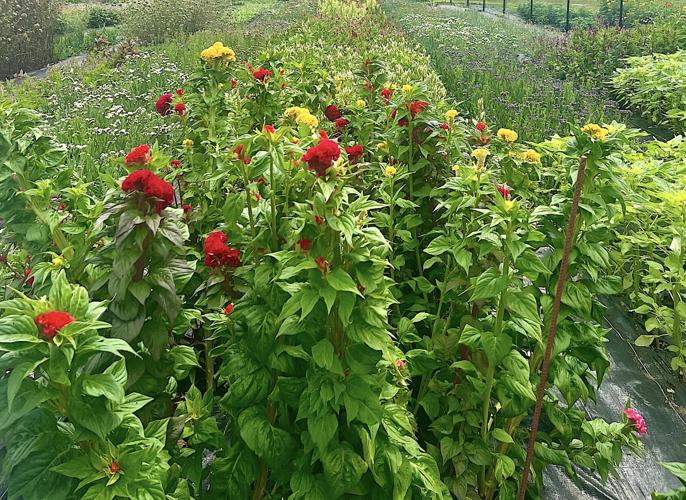 Edible Flower & Farm Tour entices the senses | News | myeasternshoremd.com