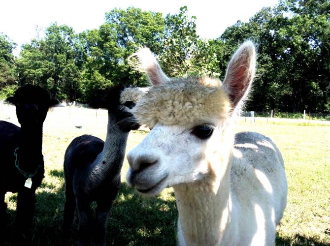 Outstanding Dreams Alpaca Farm to Host Holiday Open House | Caroline ...