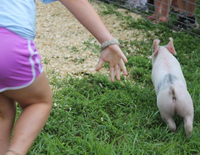 Greased Pig Contest | Featured | myeasternshoremd.com