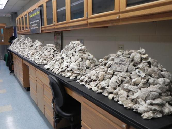 Spat production drop mystery at Horn Point Laboratories | Dorchester ...