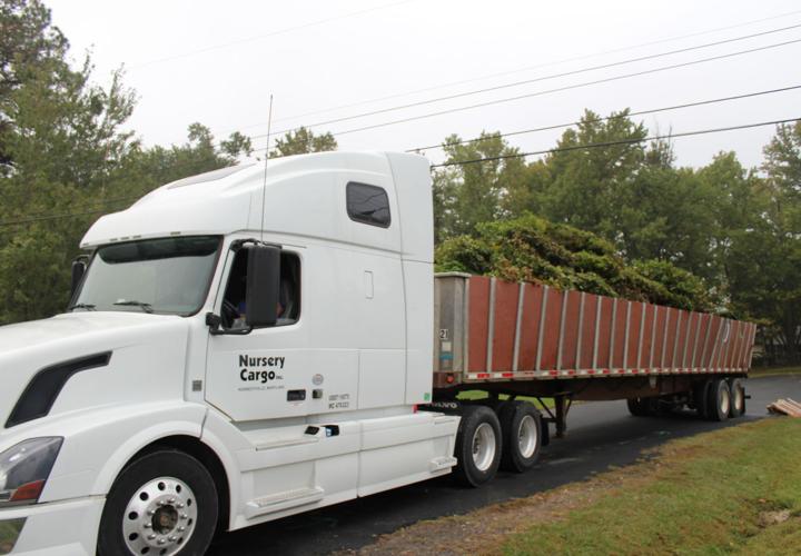 Volunteers prep Bay City tree plantings | Spotlight | myeasternshoremd.com