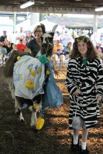 Getting wild at the Pretty Animal Contest at Queen Anne's Fair ...