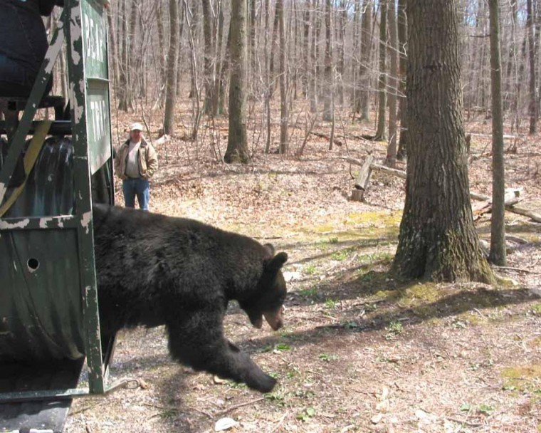 Eastern Shore bear captured and relocated | Kent County ...