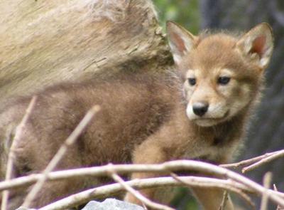 red wolf pup