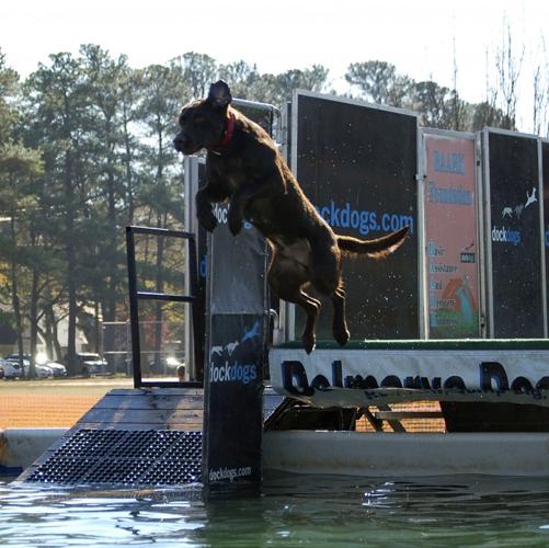 Pooches get 'big air' in Dockdogs contest | Talbot County ...