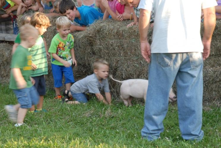 Greased Pig Contest at the Caroline-Dorchester County Fair | Life ...