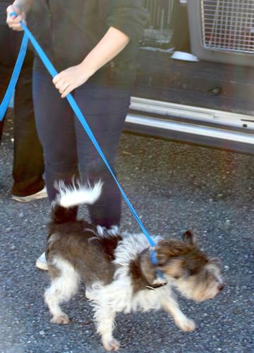 AWL rescues 21 dogs from Louisiana | Spotlight | myeasternshoremd.com