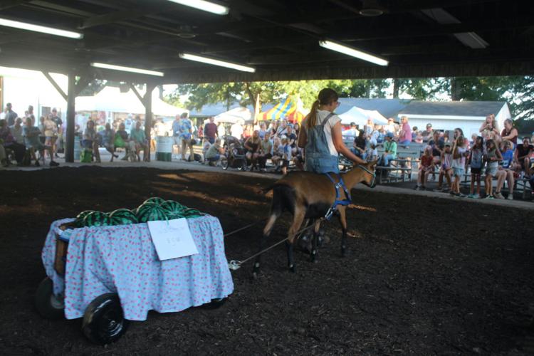 'Pretty Animals' take center stage at 4-H Fair | Community ...