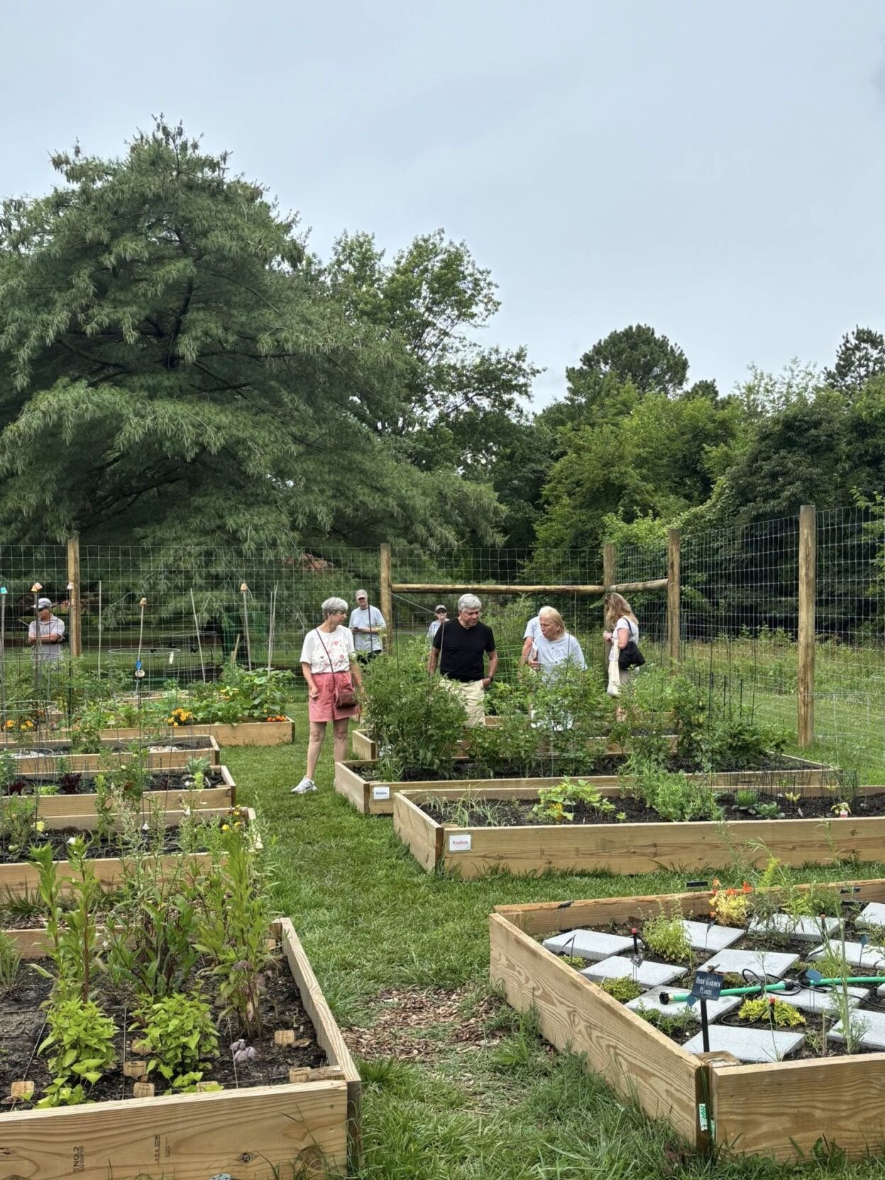 Growing green: Kent Island Community Garden celebrates open house ...
