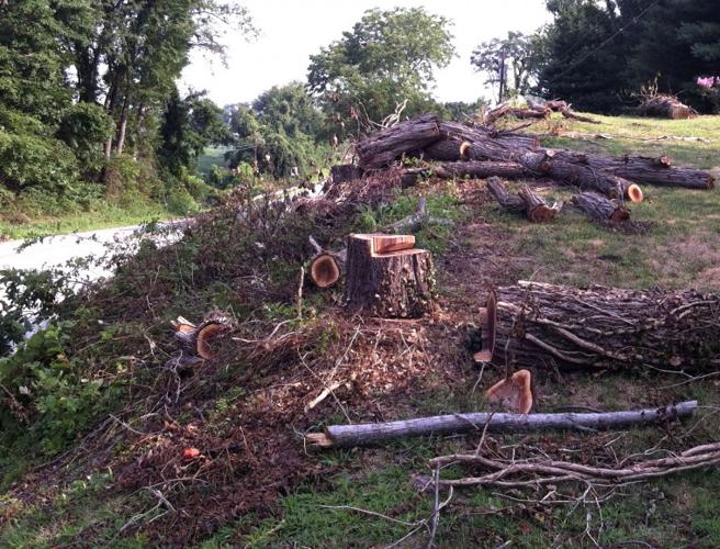 Delmarva removing trees around Kent | Kent County | myeasternshoremd.com