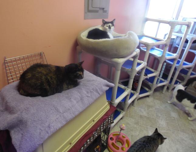 Chesapeake Cats and Dogs moving to renovated house | News ...