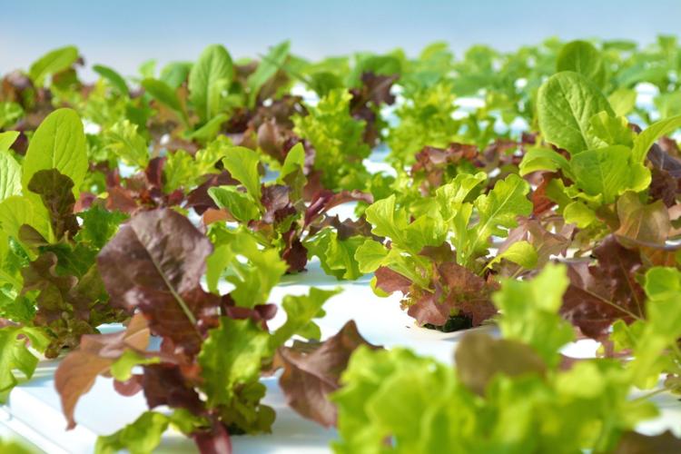 Century farm offers 21st-century produce | Kent County ...