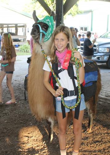 Pretty Animal Contest at the QA County Fair | Featured ...