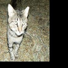 Humane Society to introduce barn cat adoption program | Caroline County ...