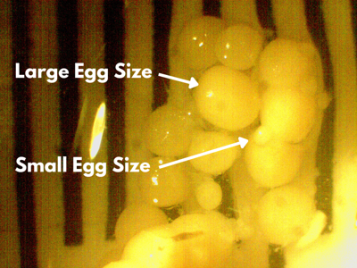 Department of Natural Resources warns snakeheads may be breeding more ...
