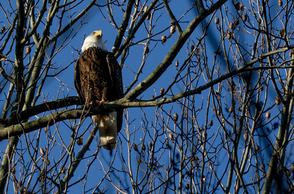 The bald eagles of Conowingo Dam | News | myeasternshoremd.com