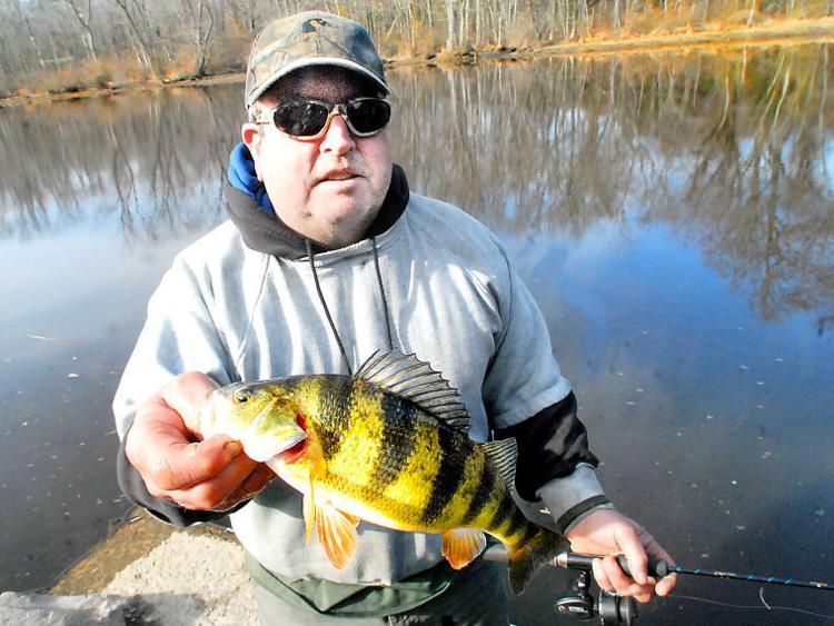 Yellow perch are running | News | myeasternshoremd.com