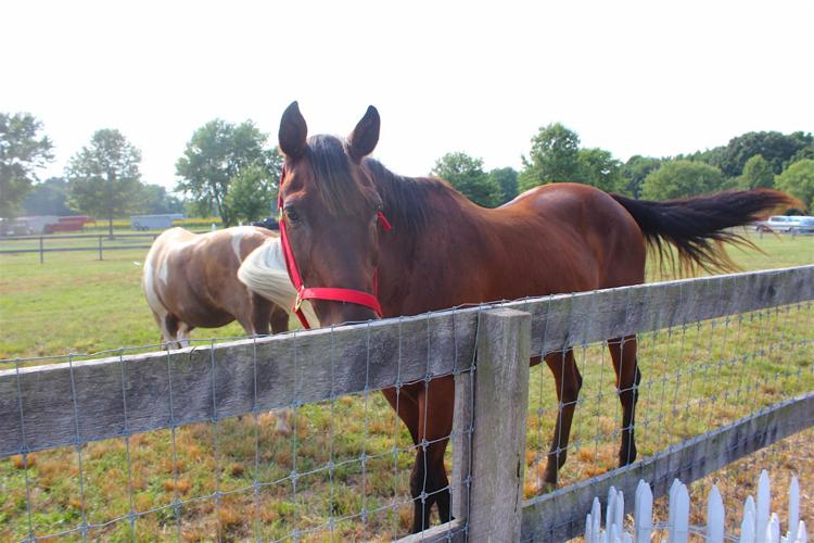 Kent County Fair 2017 | News | myeasternshoremd.com