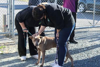 AWL rescues 21 dogs from Louisiana | News | myeasternshoremd.com