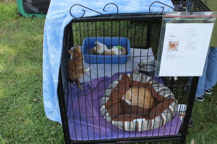 Animal Welfare League holds Catapalozza | Featured | myeasternshoremd.com