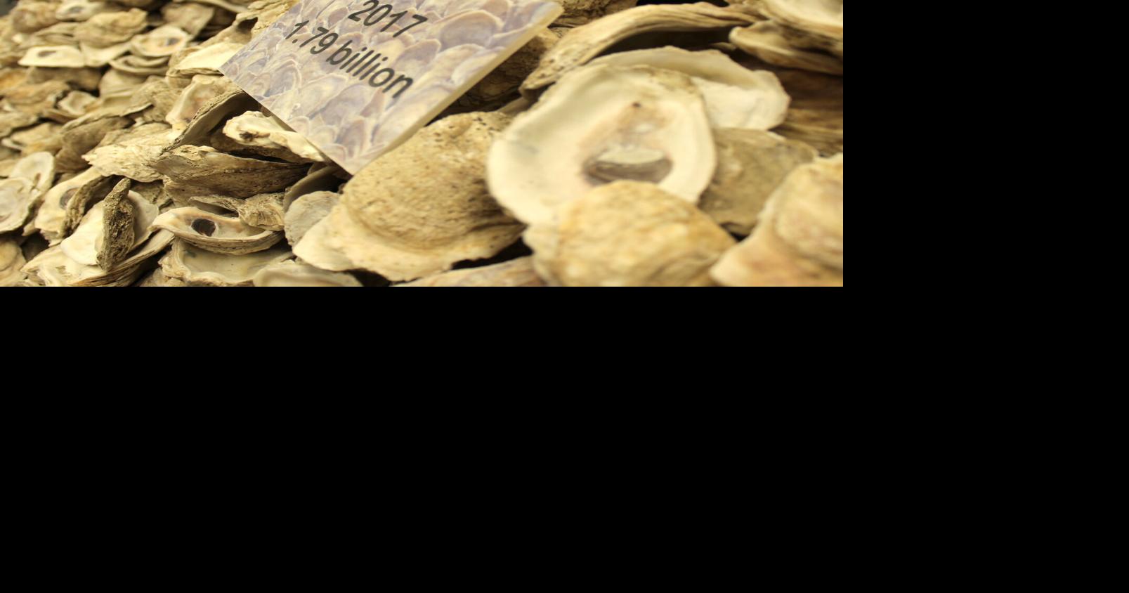 Pile of oyster shells provide a visual reference of the spat produced ...
