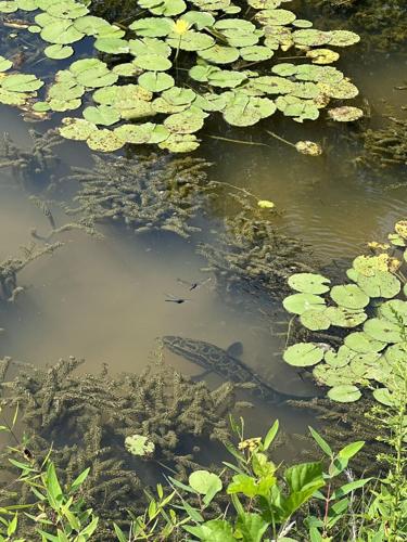 Fighting off invasive species, one fish at a time | Sports ...