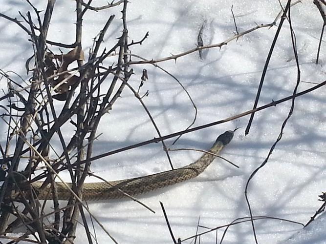 A snake in winter | News | myeasternshoremd.com