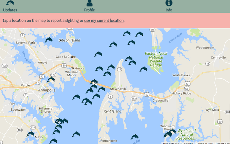 Dolphins greet boaters near KI | Spotlight | myeasternshoremd.com