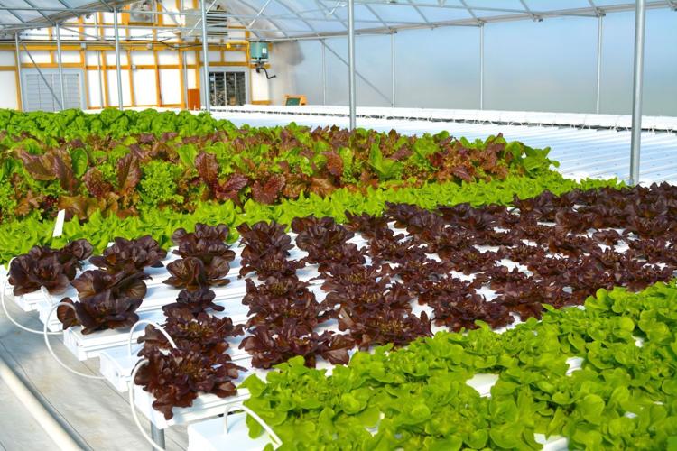 Century farm offers 21st-century produce | Kent County ...