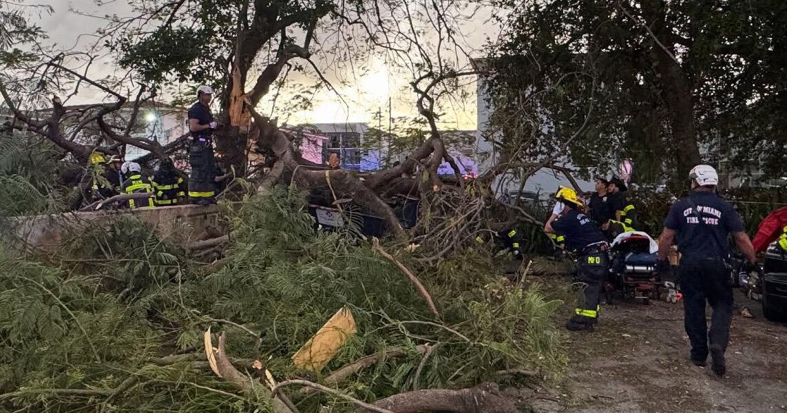 Tree collapse in Miami leaves two injured and rescued by fire ...