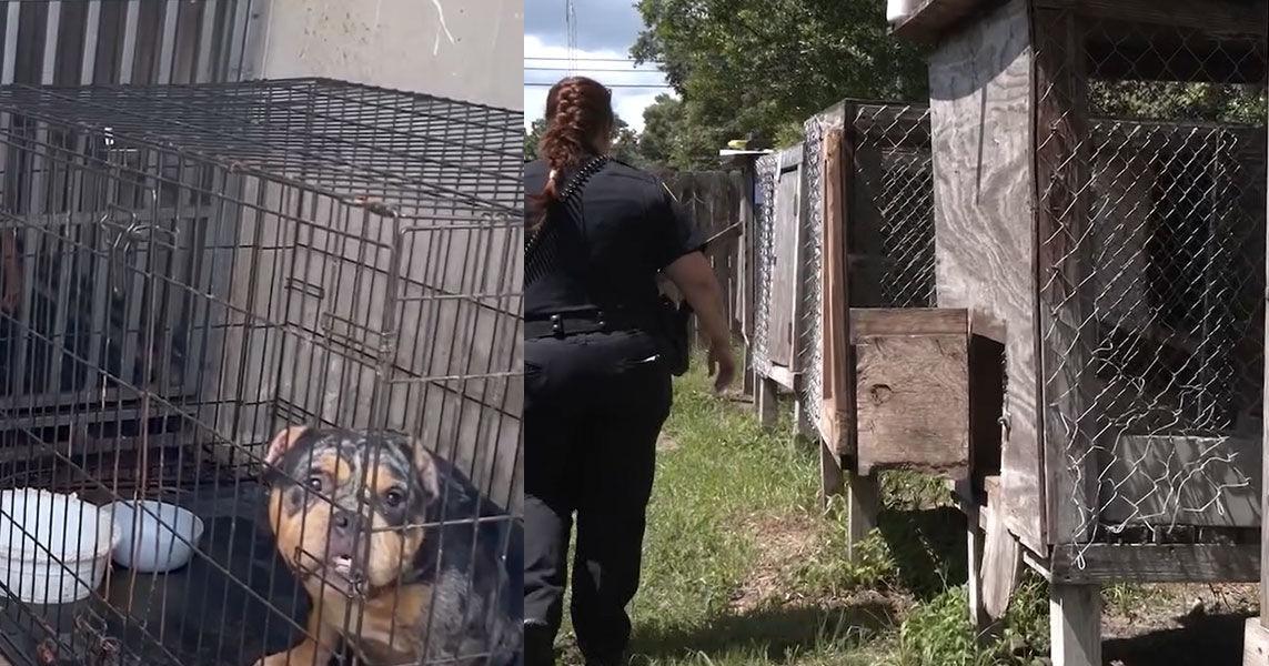 Drug trafficking and dog fighting ring busted in St. Petersburg ...